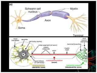 Neuron Labeled Telodendria