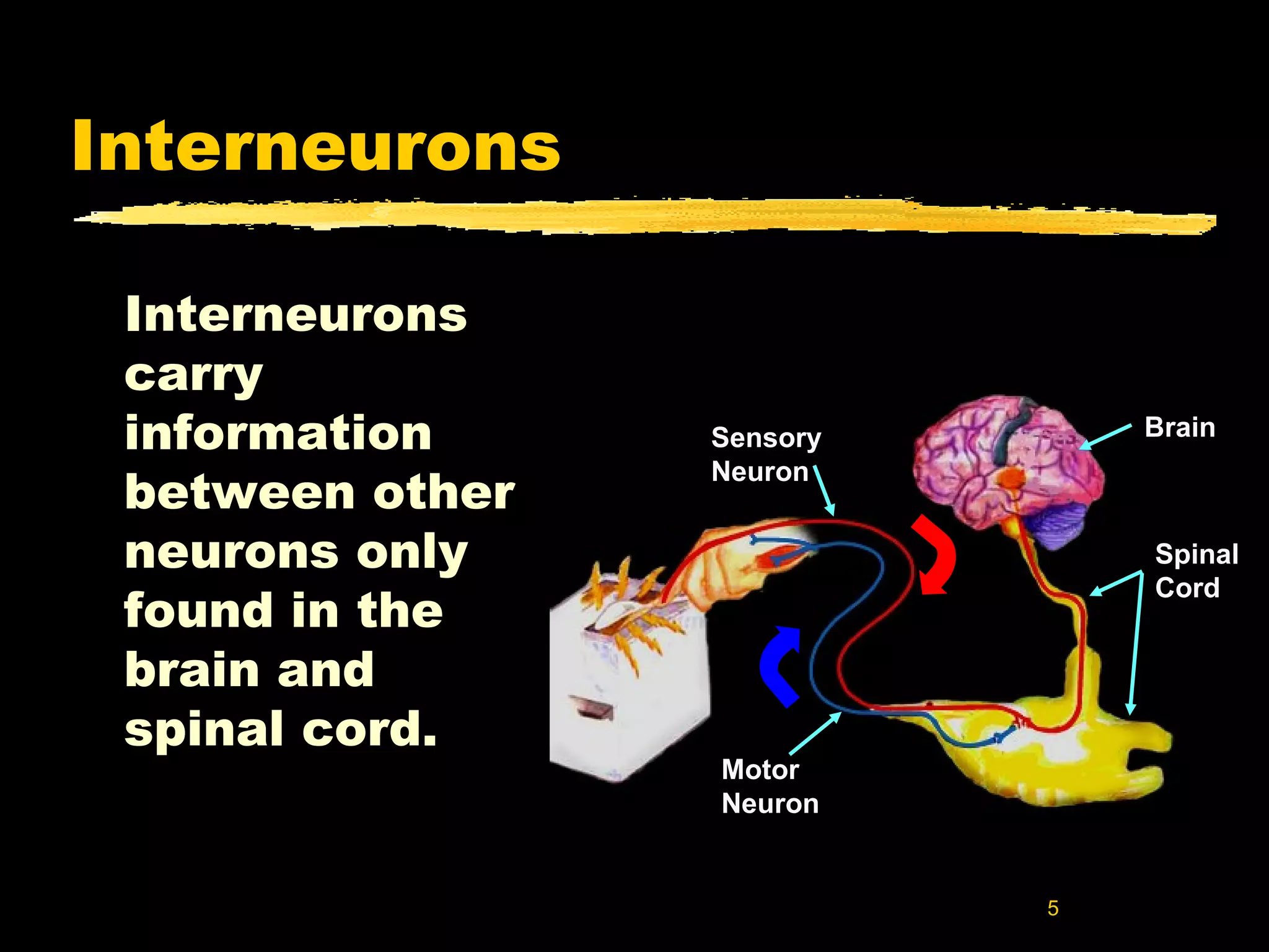 Neurons | PPT