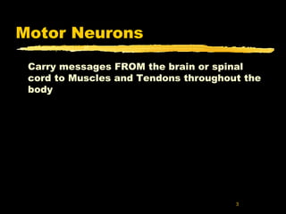 Neurons | PPT