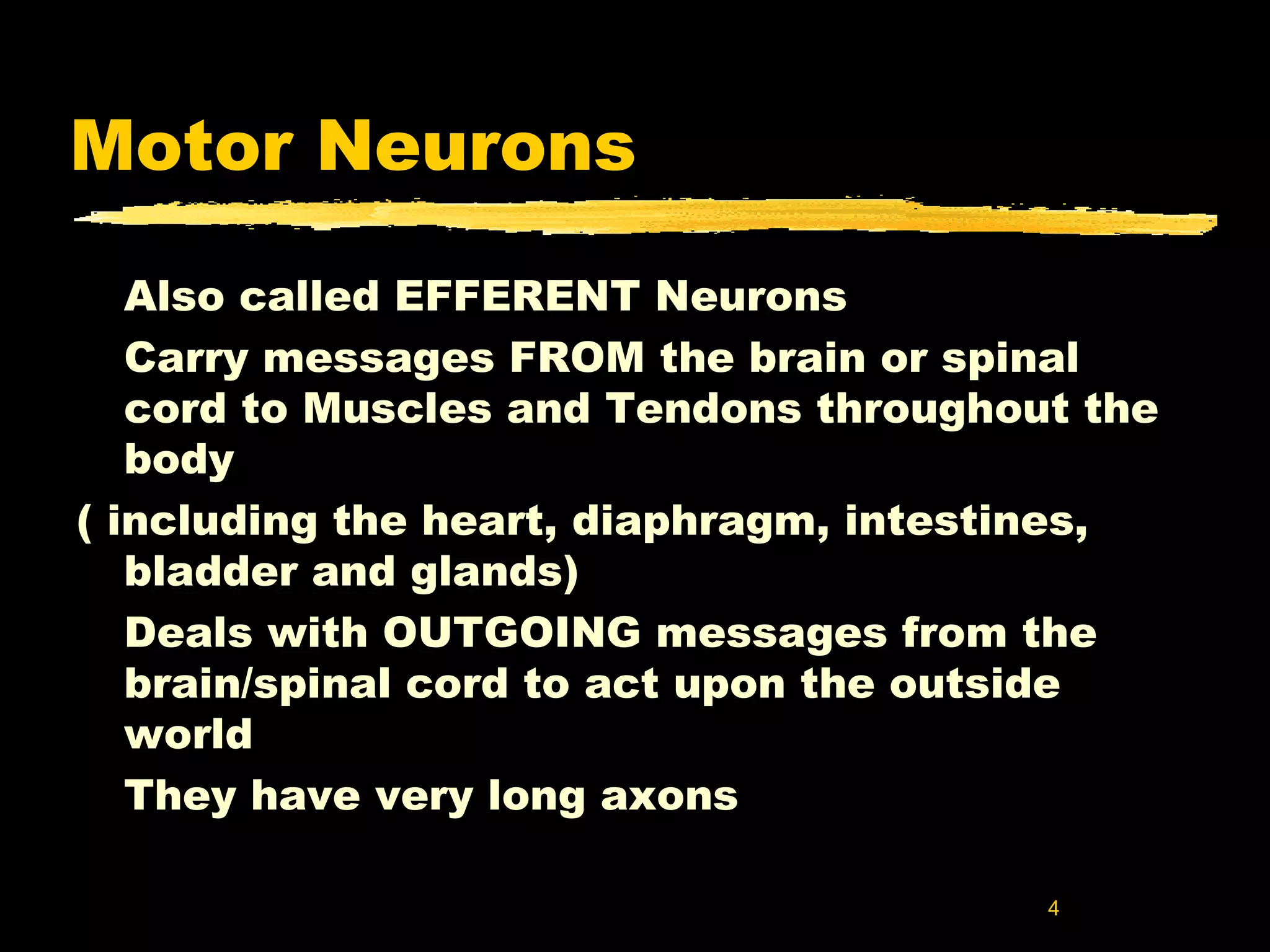 Neurons | PPT
