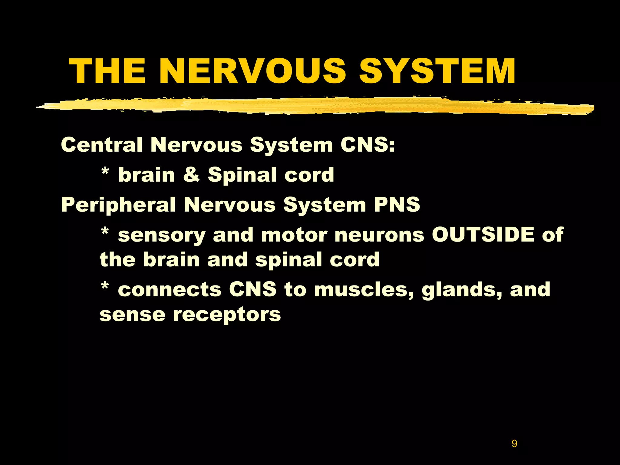 Neurons | PPT