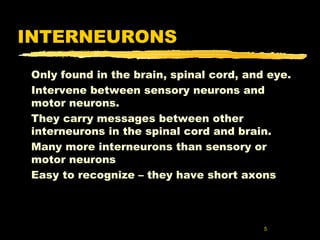 Neurons | PPT