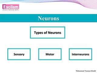 Neurons | PPT