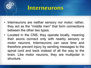 Neurons | PPT | Free Download