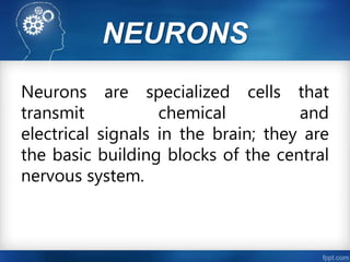Neurons | PPT