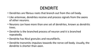 Neurons | PPTX | Brain and Nervous System Disorders | Diseases and ...