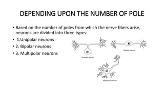 Neurons | PPTX | Brain and Nervous System Disorders | Diseases and ...
