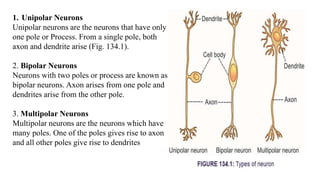 Neurons | PPTX | Brain and Nervous System Disorders | Diseases and ...