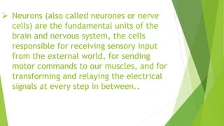 neurons.pptx