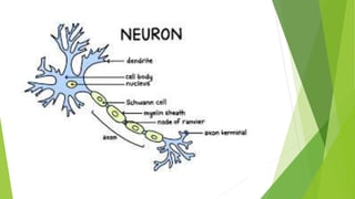 neurons.pptx