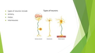neurons.pptx