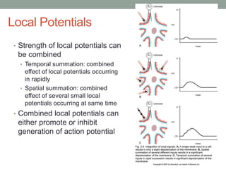 NeuronsJFJKJFJKDFJKJKFKJGJKERGJEFGJEGJKEDJKFKDFDKF.pptx