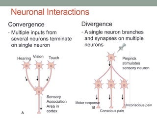 NeuronsJFJKJFJKDFJKJKFKJGJKERGJEFGJEGJKEDJKFKDFDKF.pptx