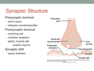 NeuronsJFJKJFJKDFJKJKFKJGJKERGJEFGJEGJKEDJKFKDFDKF.pptx