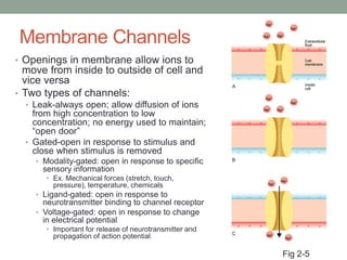 NeuronsJFJKJFJKDFJKJKFKJGJKERGJEFGJEGJKEDJKFKDFDKF.pptx