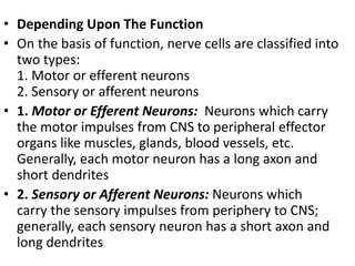 Neurons.pptx............................... | PPTX