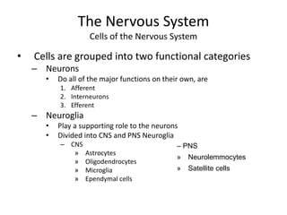 Neurons.pptx............................... | PPT
