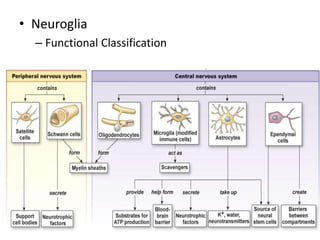 Neurons.pptx............................... | PPTX