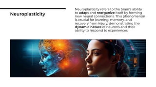 A presentation on Neurons of human brain.pdf