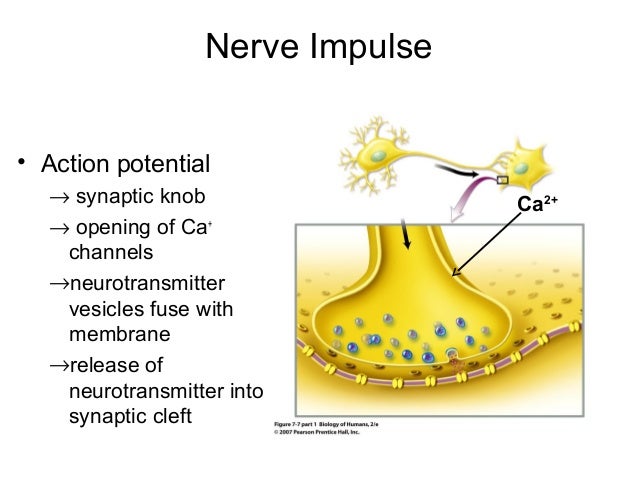 Neurons structure and nerve impulse