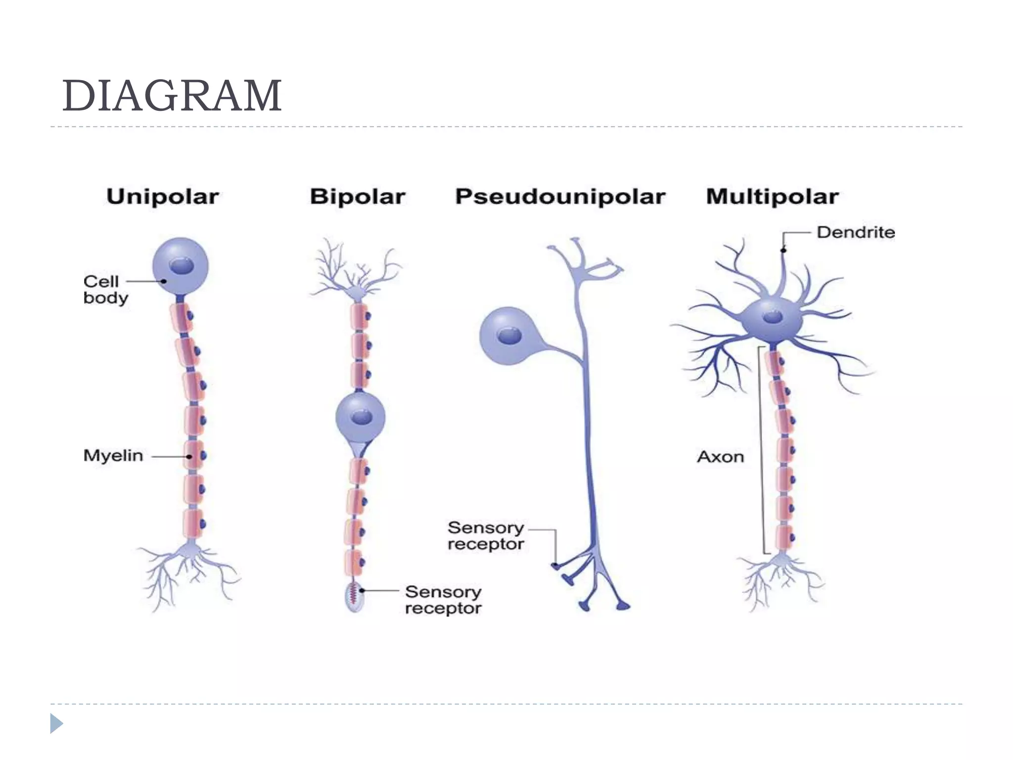Neurons -Types.pptx