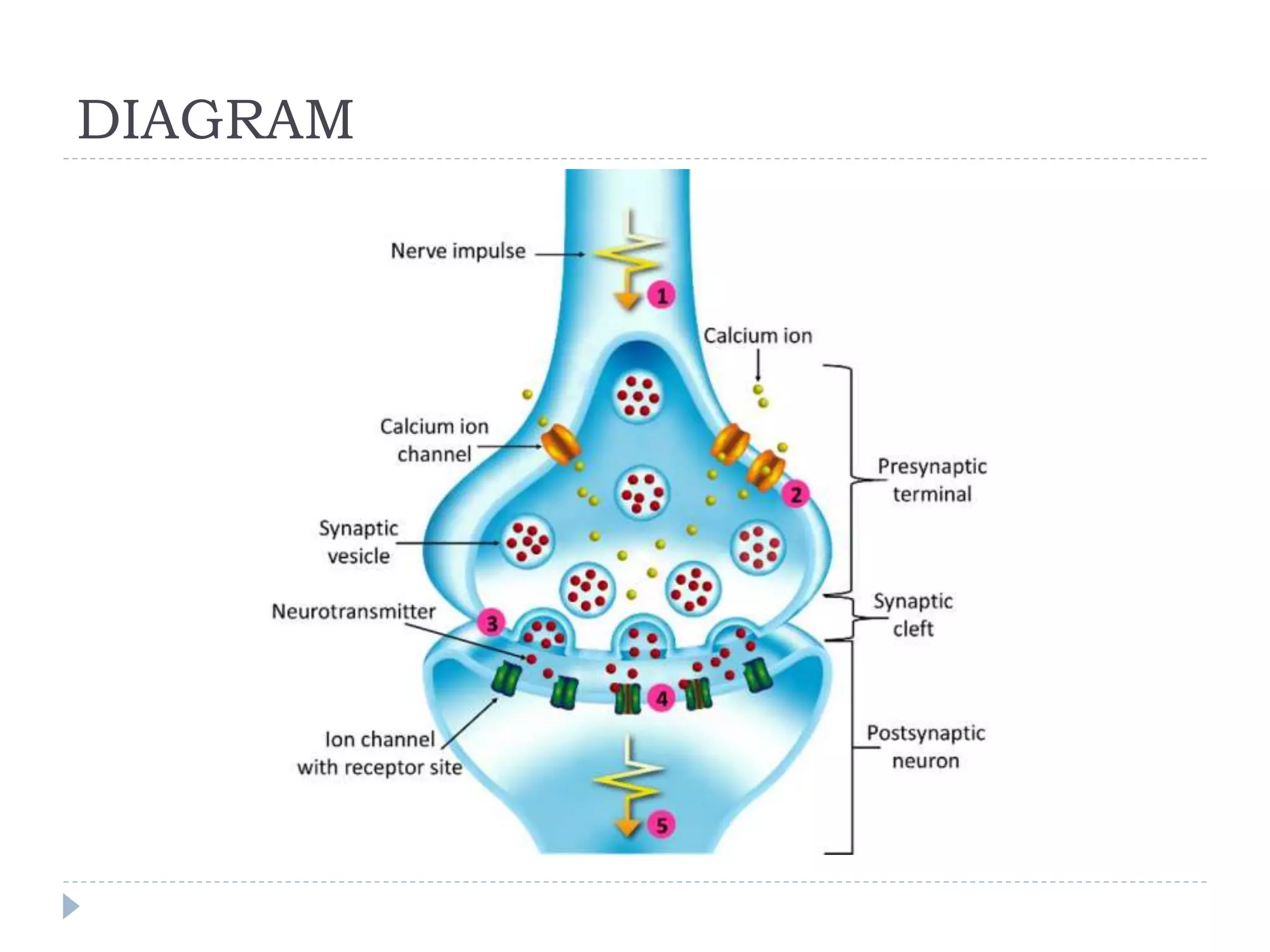 Neurons -Types.pptx
