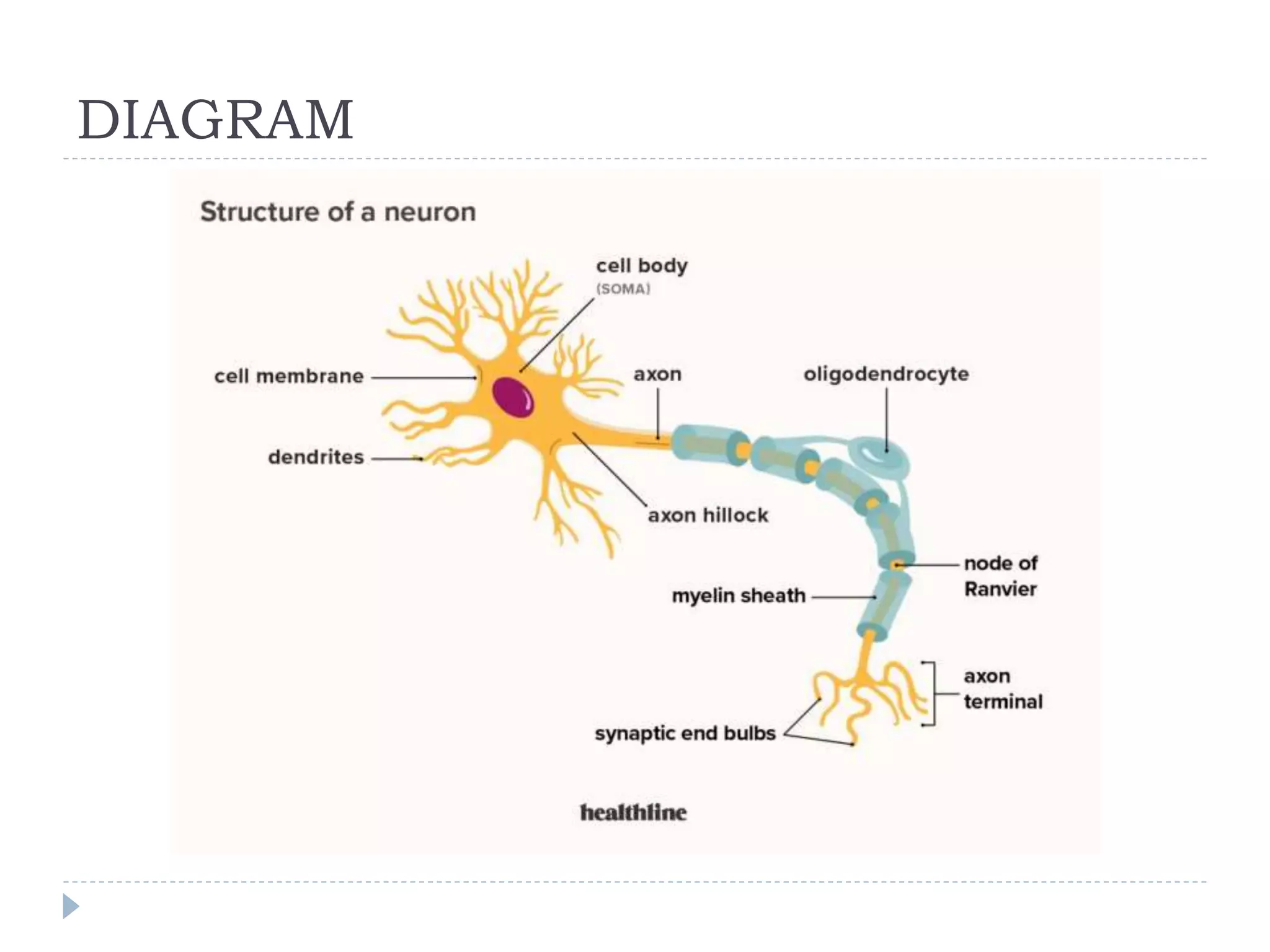 Neurons -Types.pptx