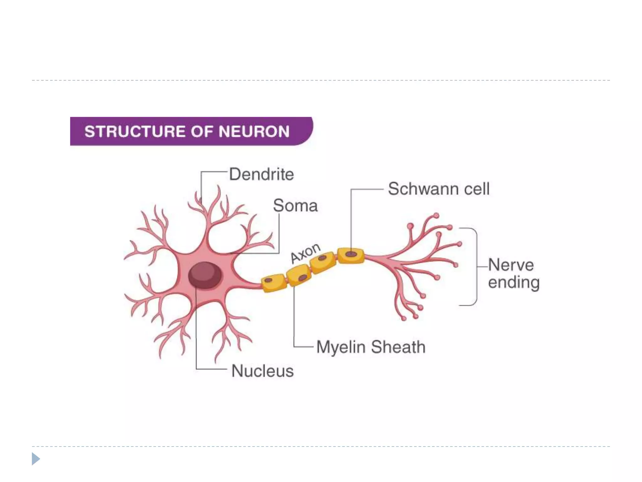 Neurons -Types.pptx