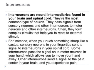 Neurons -Types.pptx