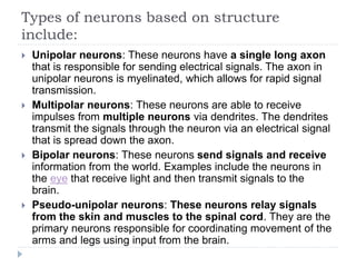 Neurons -Types.pptx