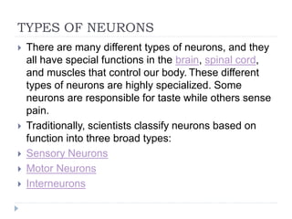 Neurons -Types.pptx