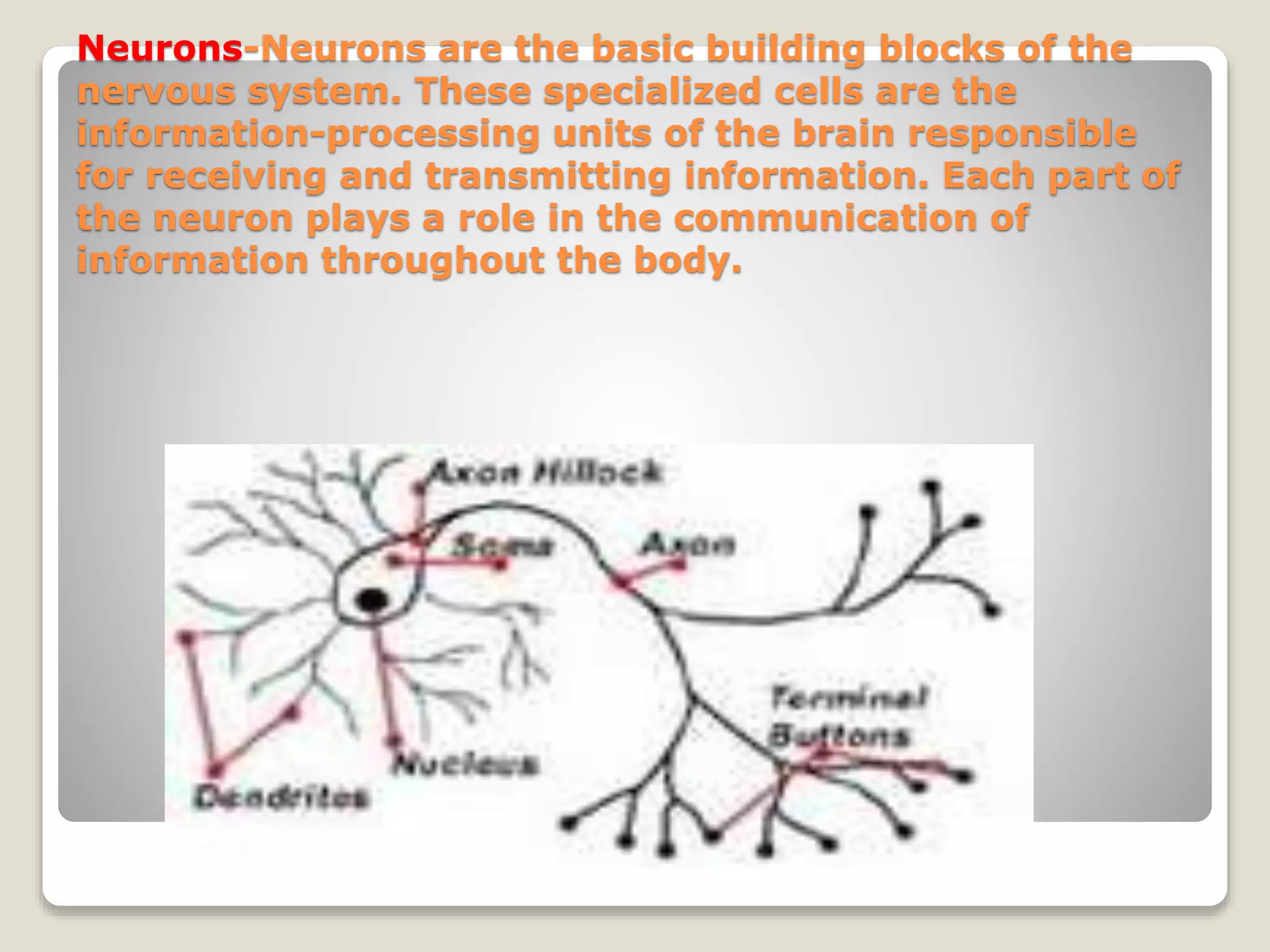 Neurons and its structure | PPTX