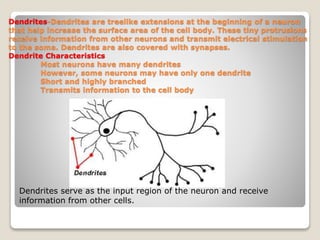Neurons and its structure | PPTX