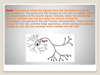 Neurons and its structure | PPTX