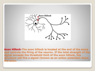 Neurons and its structure | PPTX