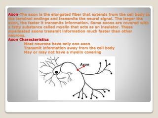 Neurons and its structure | PPTX