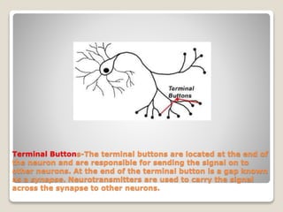 Neurons and its structure | PPTX