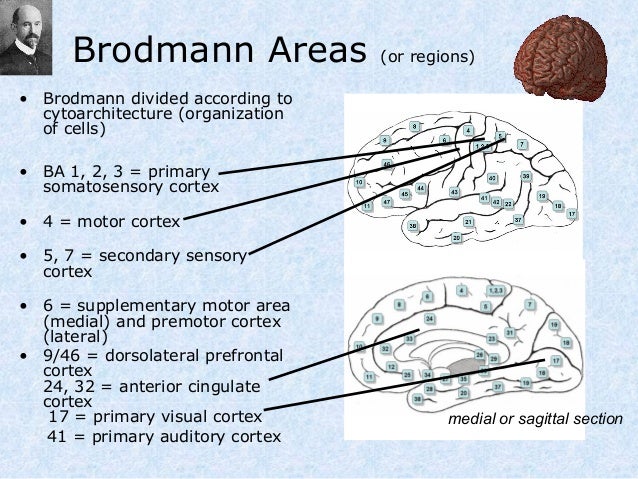 Neurons and neuroanatomy v1.11