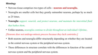 Nervous System (Neurons and Neuroglia).pptx