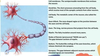 Neurons and the glia.pptx