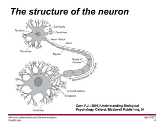 Neurons, christmas trees, nightclubs and chinese whispers | PPT