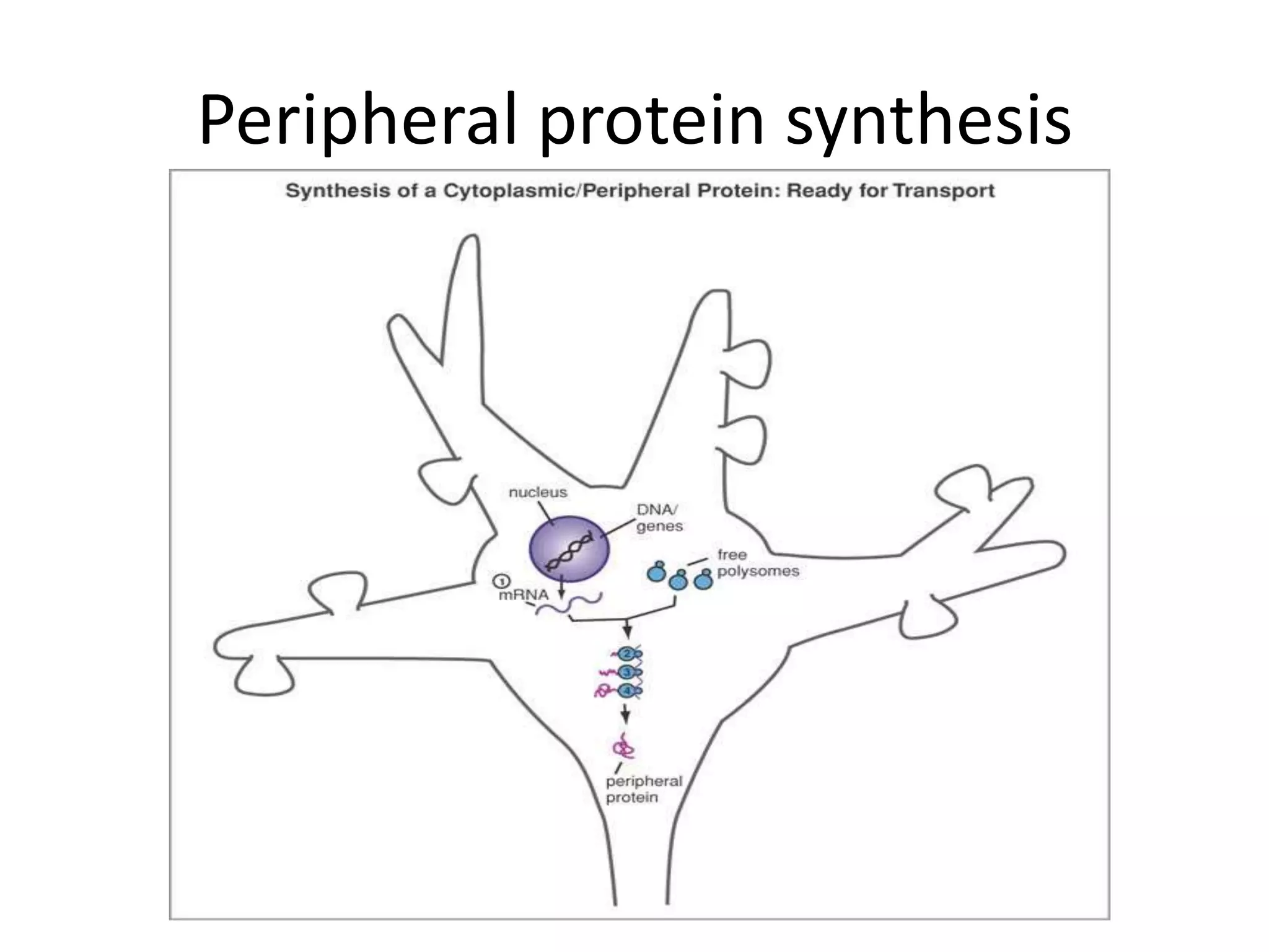 Neurons, communication and transduction | PPTX
