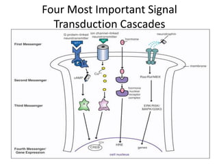 Neurons, communication and transduction | PPTX