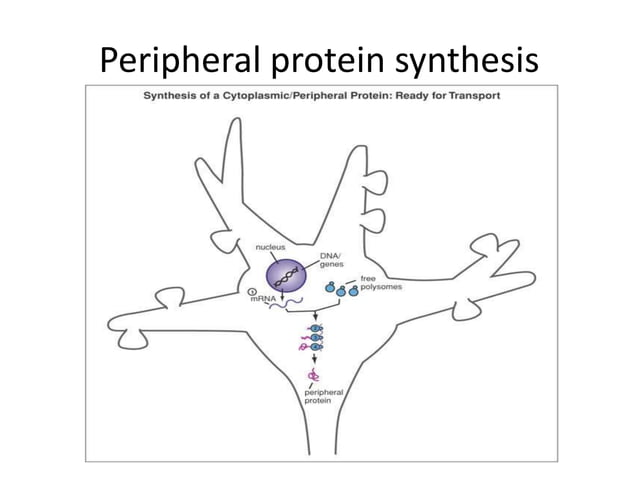 Neurons, communication and transduction | PPTX