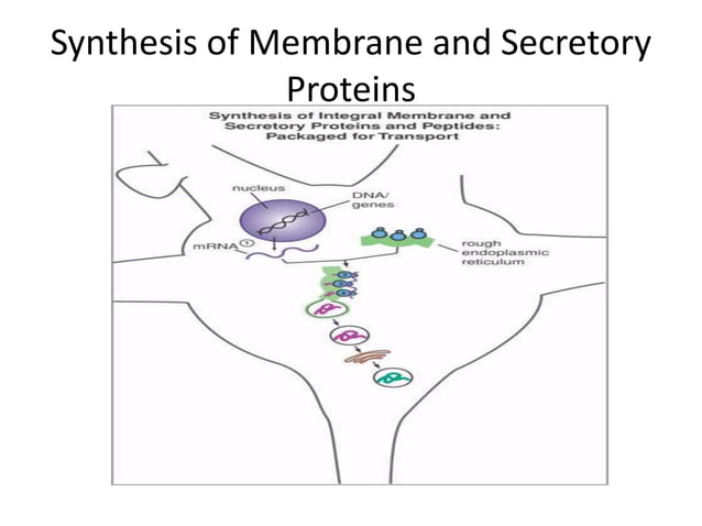 Neurons, communication and transduction | PPTX