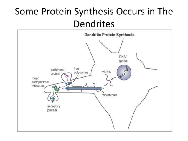 Neurons, communication and transduction | PPTX