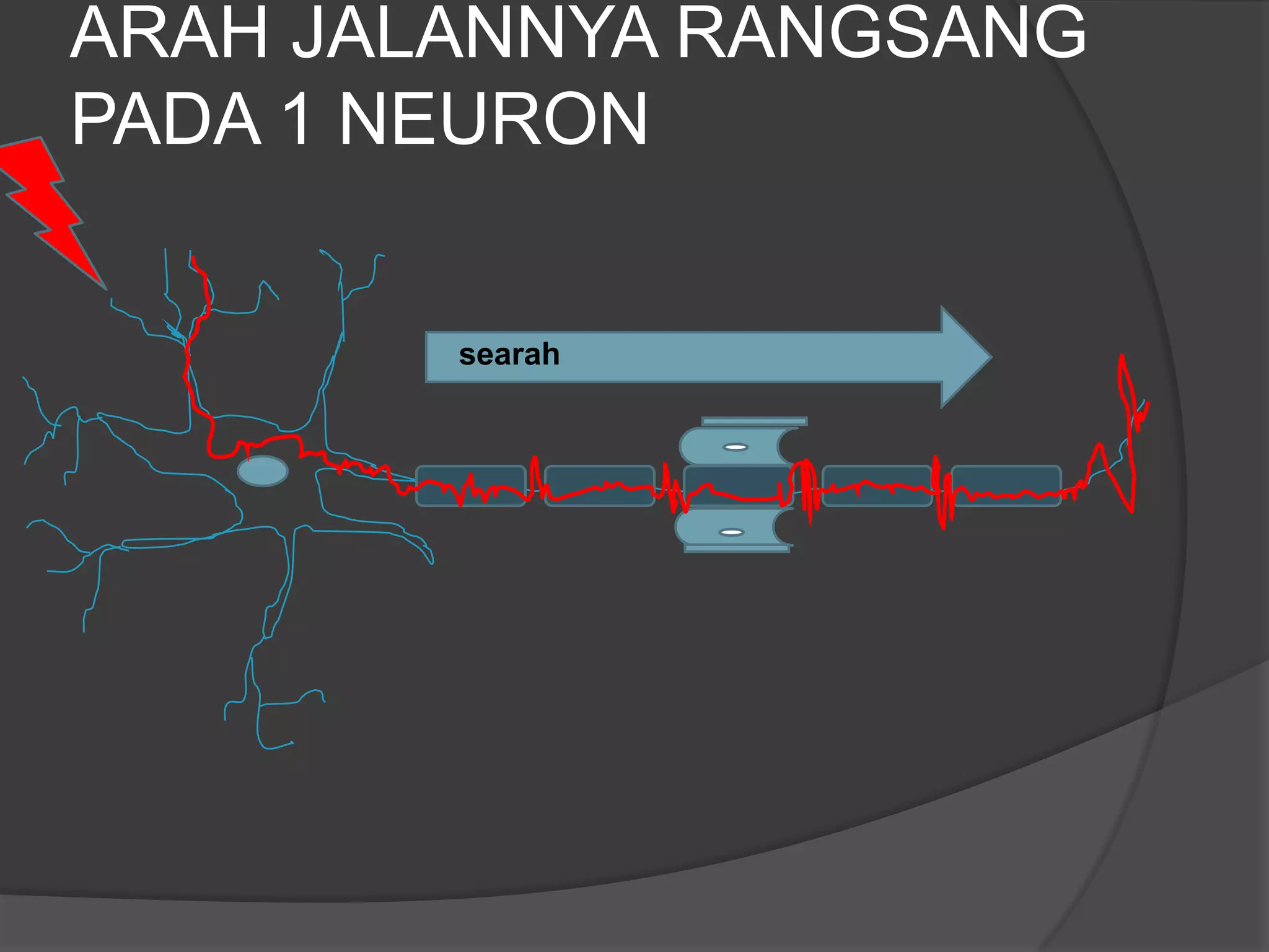 Neuron (sel saraf) | PPT