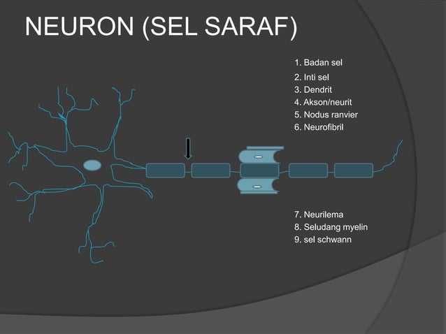 Neuron (sel saraf) | PPT