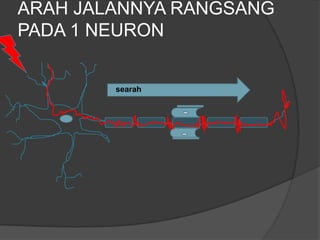 Neuron (sel saraf) | PPT