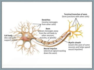 Neurons & hormonal systems | PPT